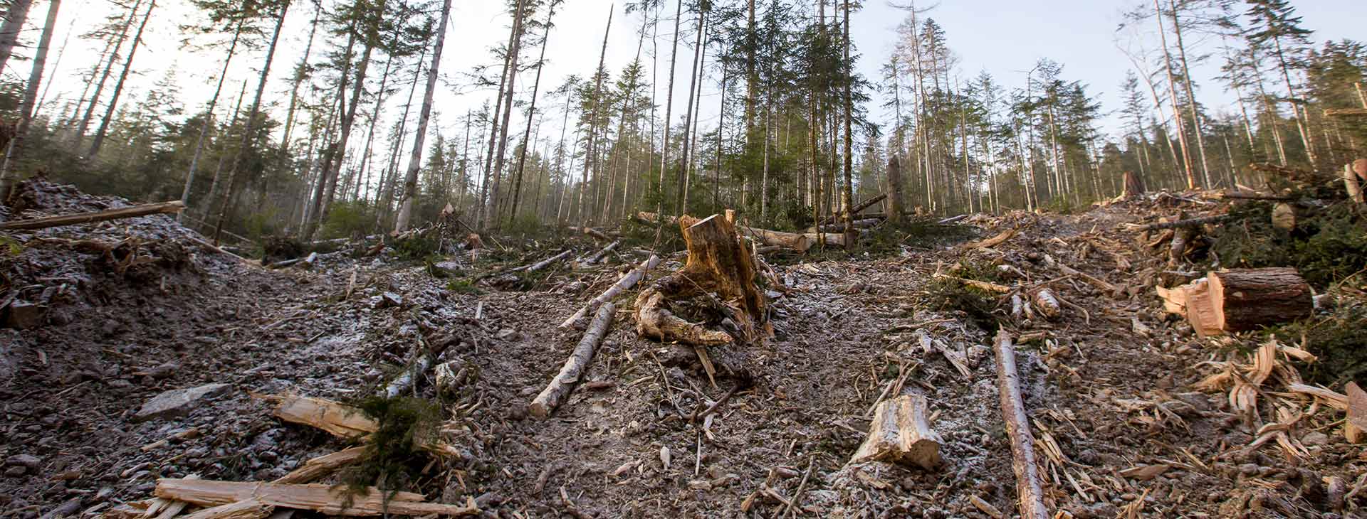 Autorisation de défrichement - Saint-Marc-Jaumegarde